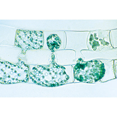 Plant Cell - French – Medute