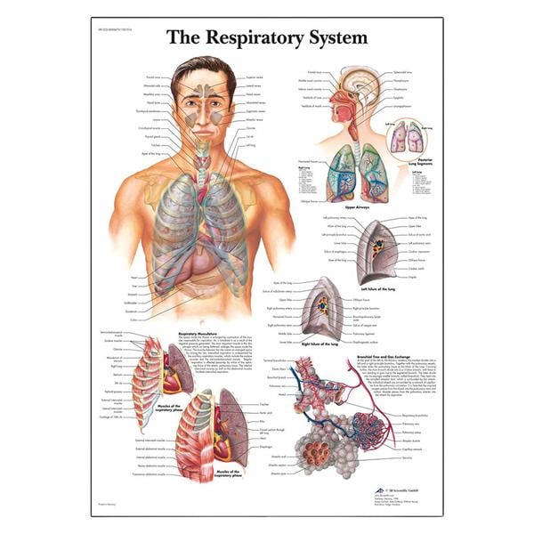 Nasco Healthcare, Inc 3B Scientific Respiratory System 20x26" Anatomic ...