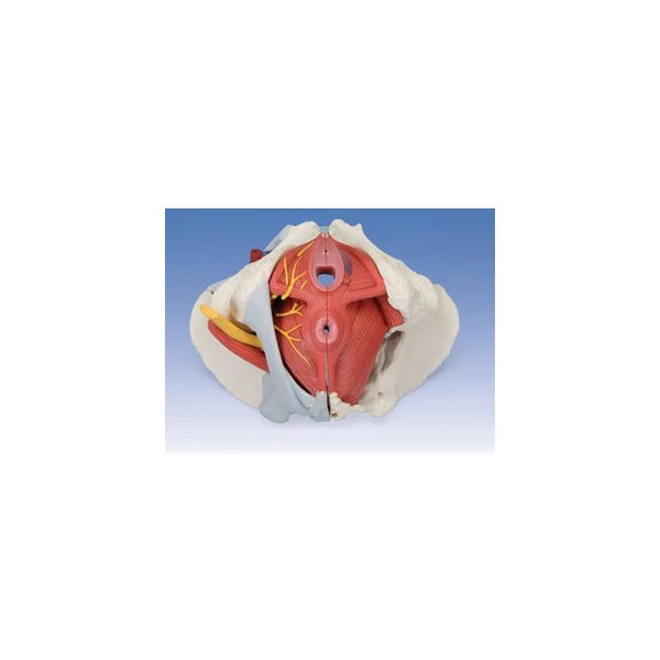 Female Pelvis Models (Packaging - Each) – Medute
