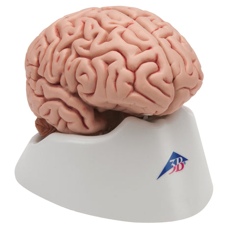 3B Scientific Anatomical Model - classic brain 5-part - Includes 3B Sm ...