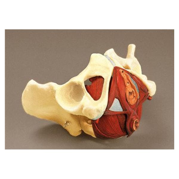 Wolters Kluwer Health Inc Pelvis Model Educational Female Each - 267A ...