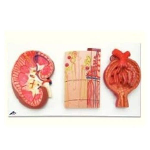 Wards Natural Science Kidney/Nephrons/Blood Vessels/Renal Corpuscle Mo ...