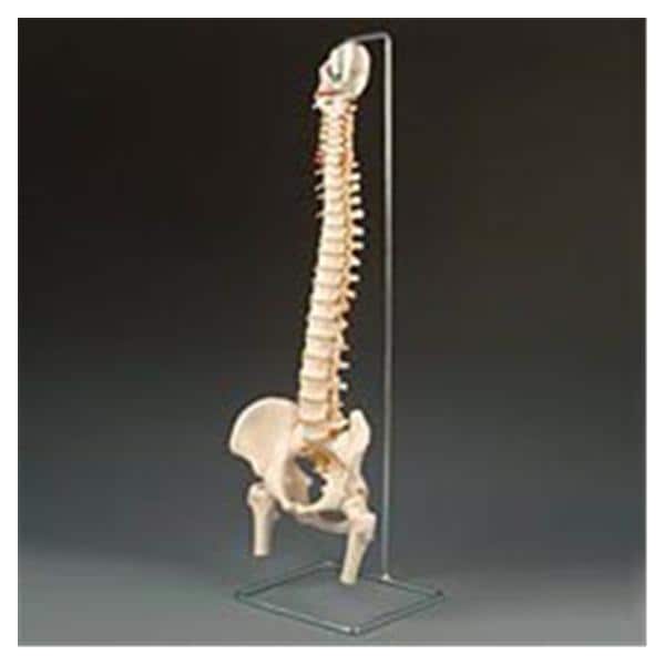 Wolters Kluwer Health Inc Vertebra Column Model Anatomical Each - A59 ...