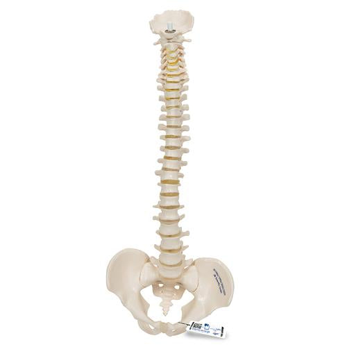 Mini Human Spinal Column Model, Flexible Mounted - 3B Smart Anatomy ...