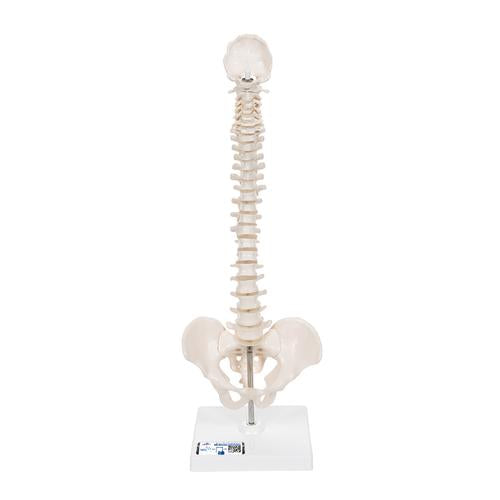 Mini Human Spinal Column Model, Flexible Mounted, on Removable Base ...