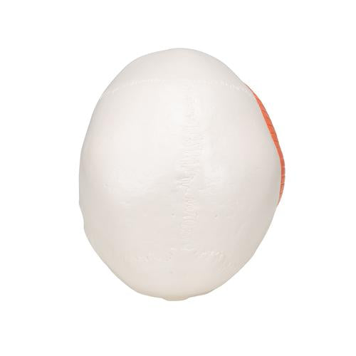 TMJ Human Skull Model, Demonstrates Functions of Masticator Muscles, 2 ...