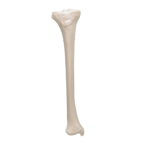 Human Tibia Model- 3B Smart Anatomy – Medute