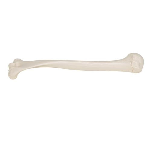 Human Humerus Model - 3B Smart Anatomy – Medute