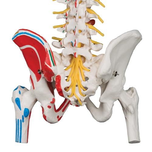 Deluxe Flexible Spine Model with Femur Heads, Painted Muscles & Sacral ...