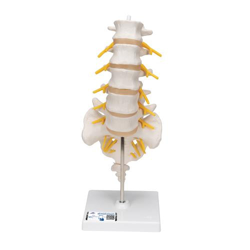 Lumbar Human Spinal Column Model - 3B Smart Anatomy – Medute
