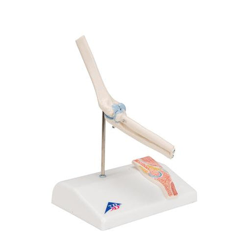 Mini Human Elbow Joint Model with Cross Section - 3B Smart Anatomy – Medute