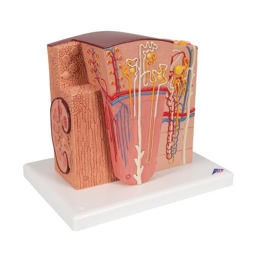 3B MICROanatomy™ Kidney Model - 3B Smart Anatomy – Medute