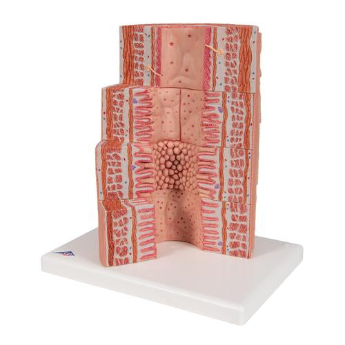 3B MICROanatomy™ Digestive System Model, 20-times Magnified - 3B Smart ...