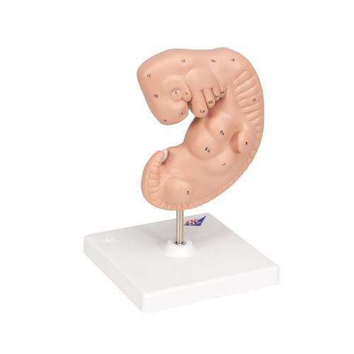 Human Embryo Model, 25 times Life-Size - 3B Smart Anatomy – Medute