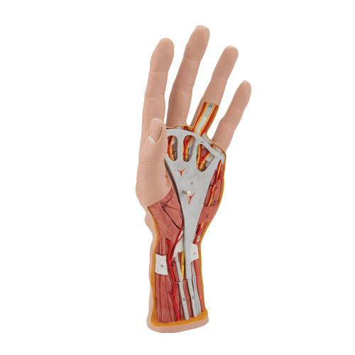 Life-Size Hand Model with Muscles, Tendons, Ligaments, Nerves & Arteri ...