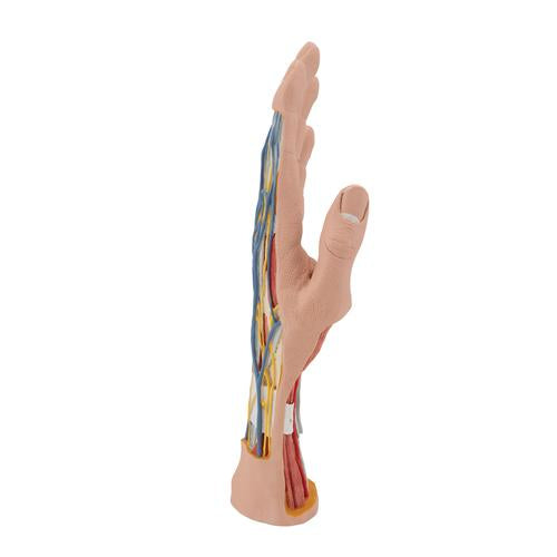 Life-Size Hand Model with Muscles, Tendons, Ligaments, Nerves & Arteri ...