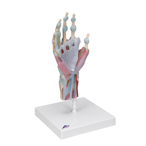 Hand Skeleton Model with Ligaments & Muscles - 3B Smart Anatomy – Medute
