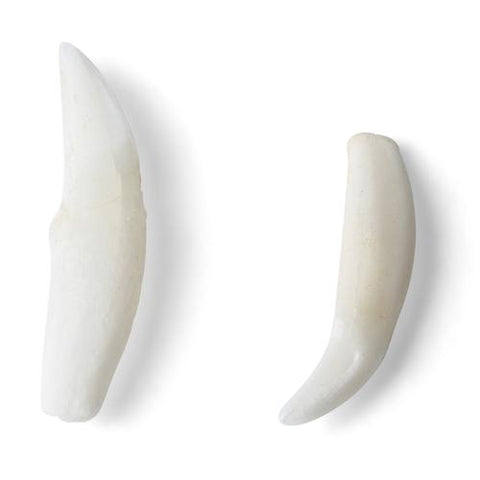 Tooth Types of Different Mammals (Mammalia) – Medute