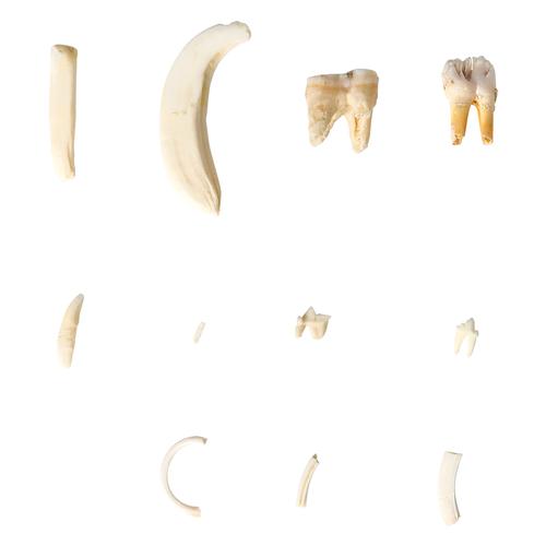 Tooth Types of Different Mammals (Mammalia), Deluxe Version – Medute